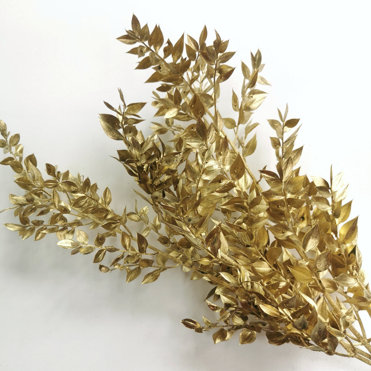 Ruscus- gold – randeckersfloristik
